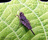 Papua Insects Foundation (Orthoptera/Tetrigidae thumbnails)